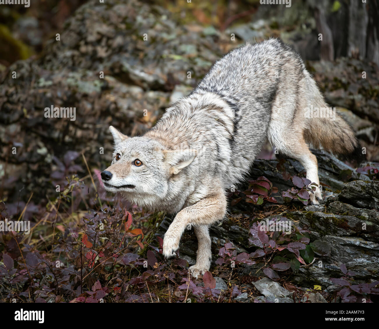 Coyotes in fall colors Stock Photo - Alamy
