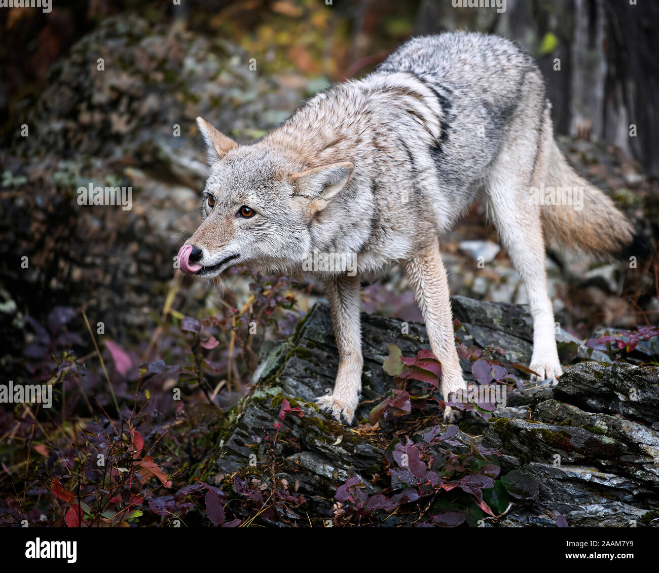 Western coyote howling hi-res stock photography and images - Alamy