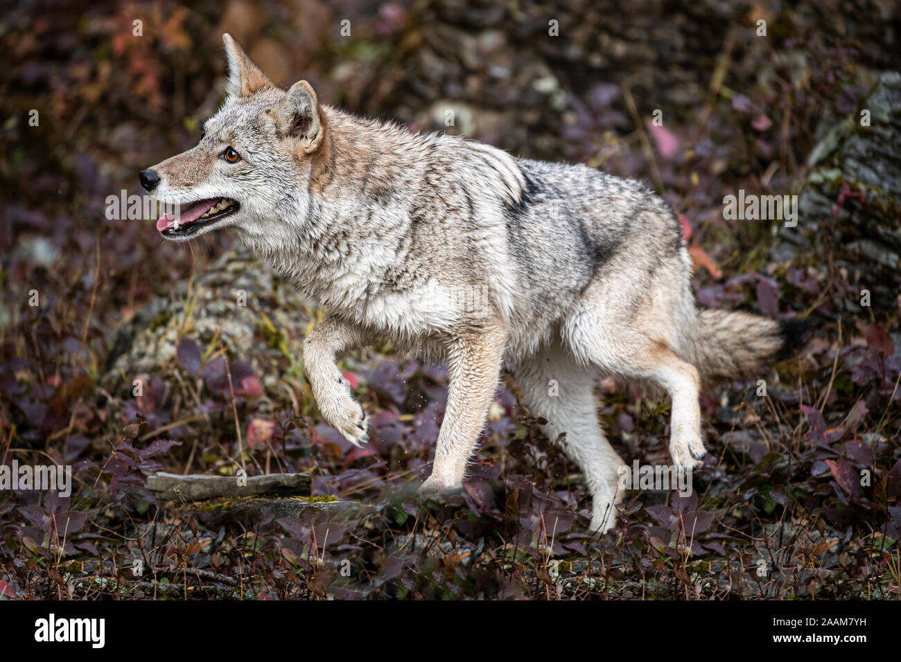 Coyotes in fall colors Stock Photo - Alamy