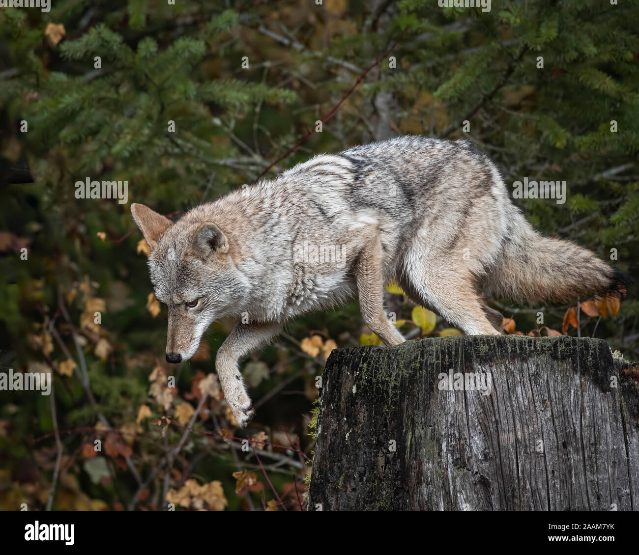 Coyotes in fall colors Stock Photo - Alamy