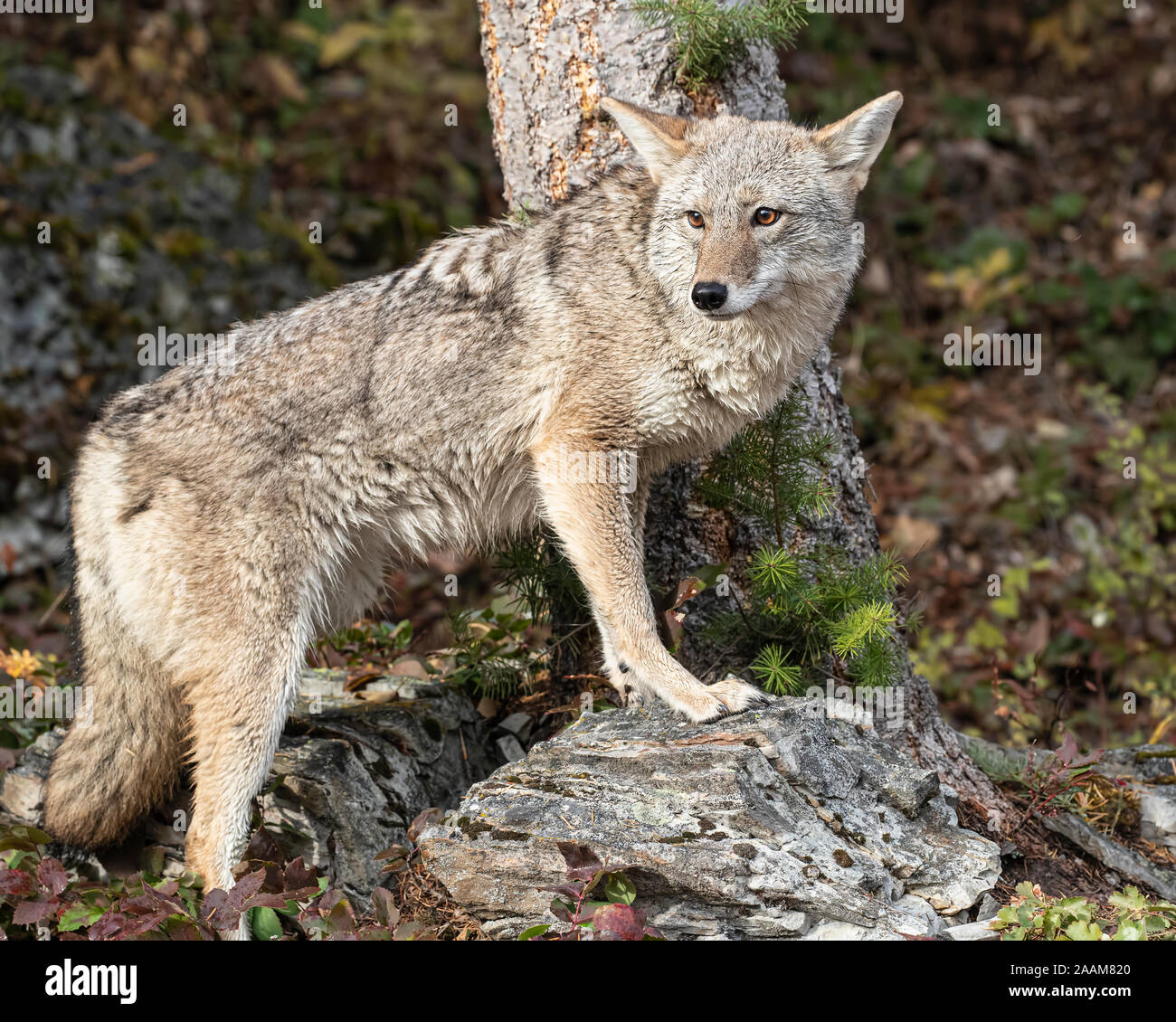 Coyotes in fall colors Stock Photo - Alamy
