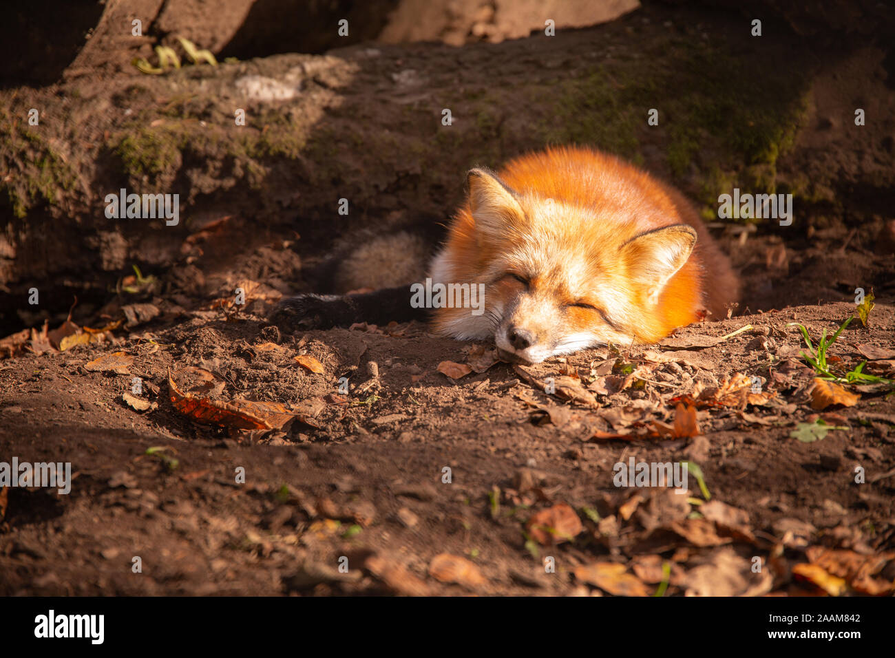 Red fox vulpes vulpes adult animal sleeping hi-res stock photography ...
