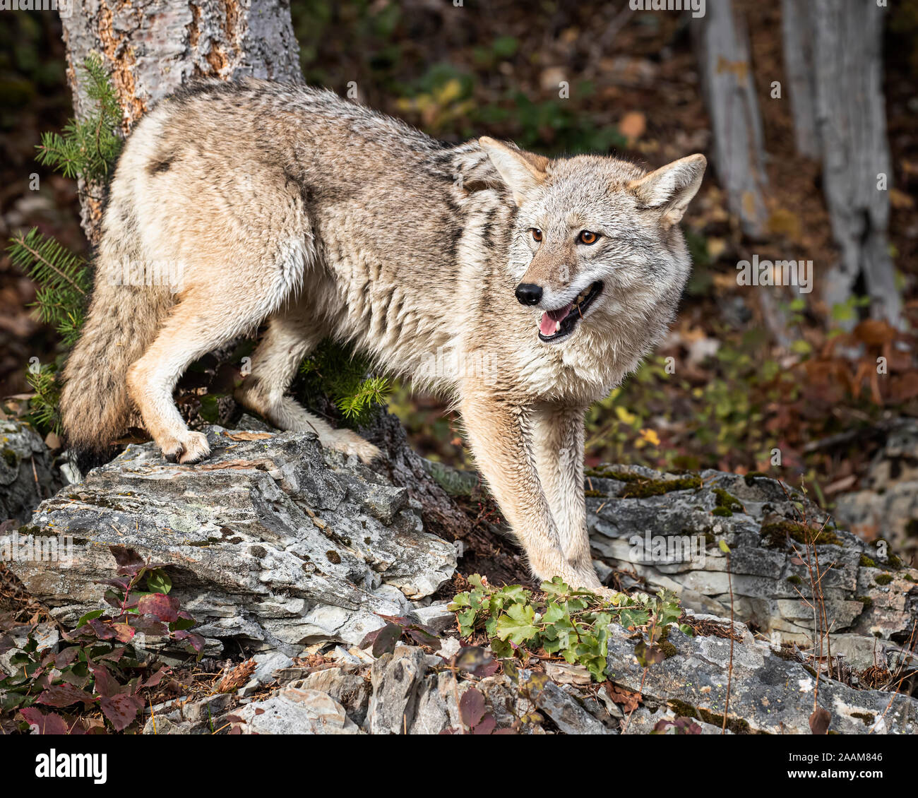 Wiley coyote hi-res stock photography and images - Alamy