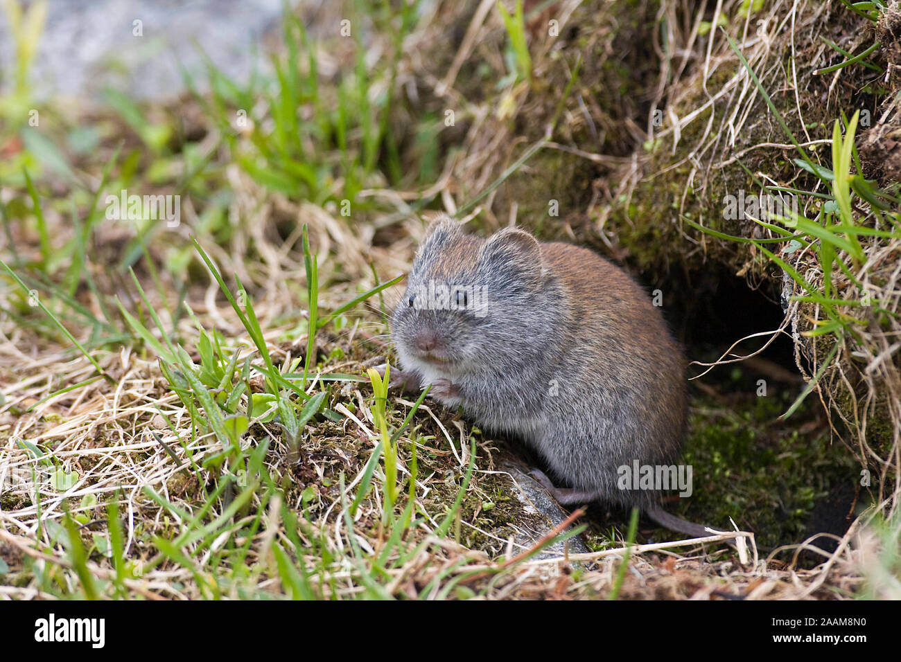 Grey Sided Vole High Resolution Stock Photography and Images - Alamy