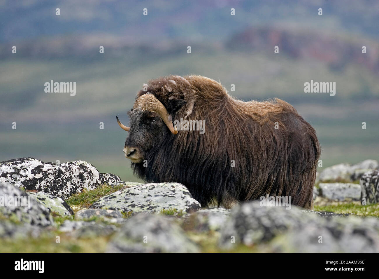 Moschusochsen Bulle . Norwegen Stock Photo - Alamy