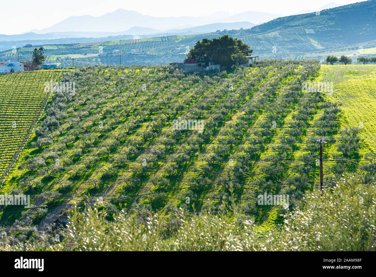 Archanes region rural landscape with olive tree groves and grapvines in ...
