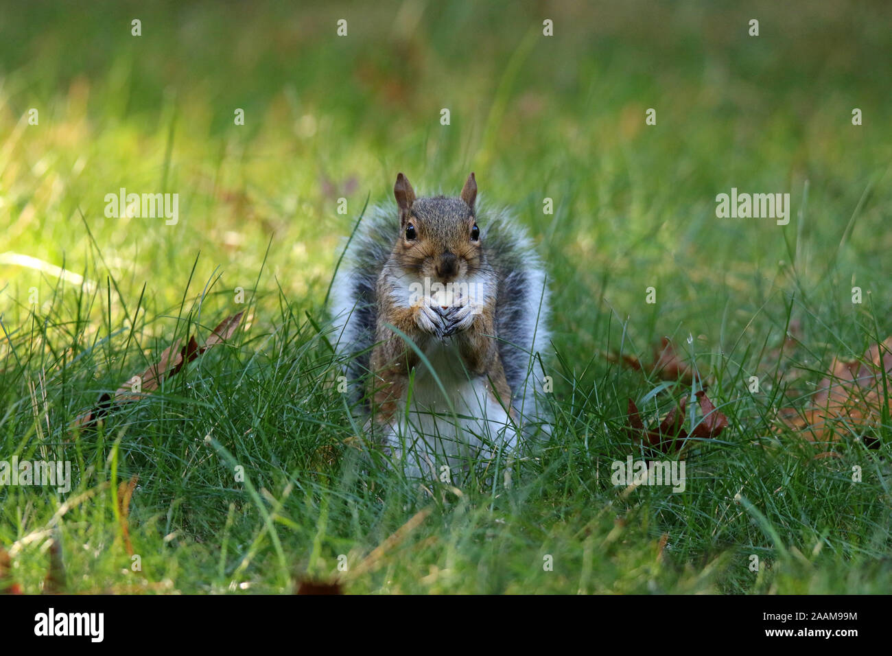 An Eastern Gray squirrel finds and eats a nut in Fall grass Stock Photo ...