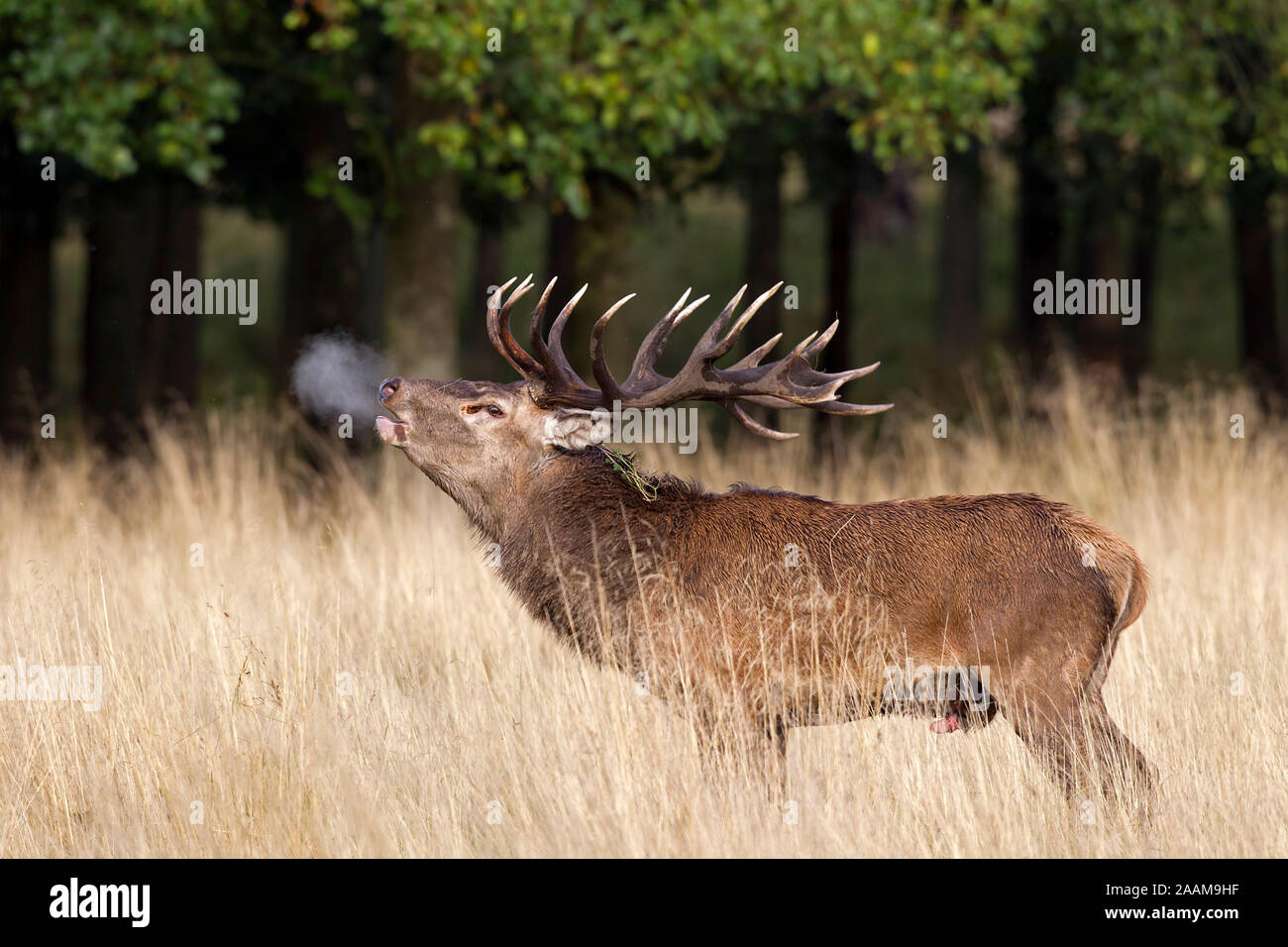 Hauch hi-res stock photography and images - Alamy