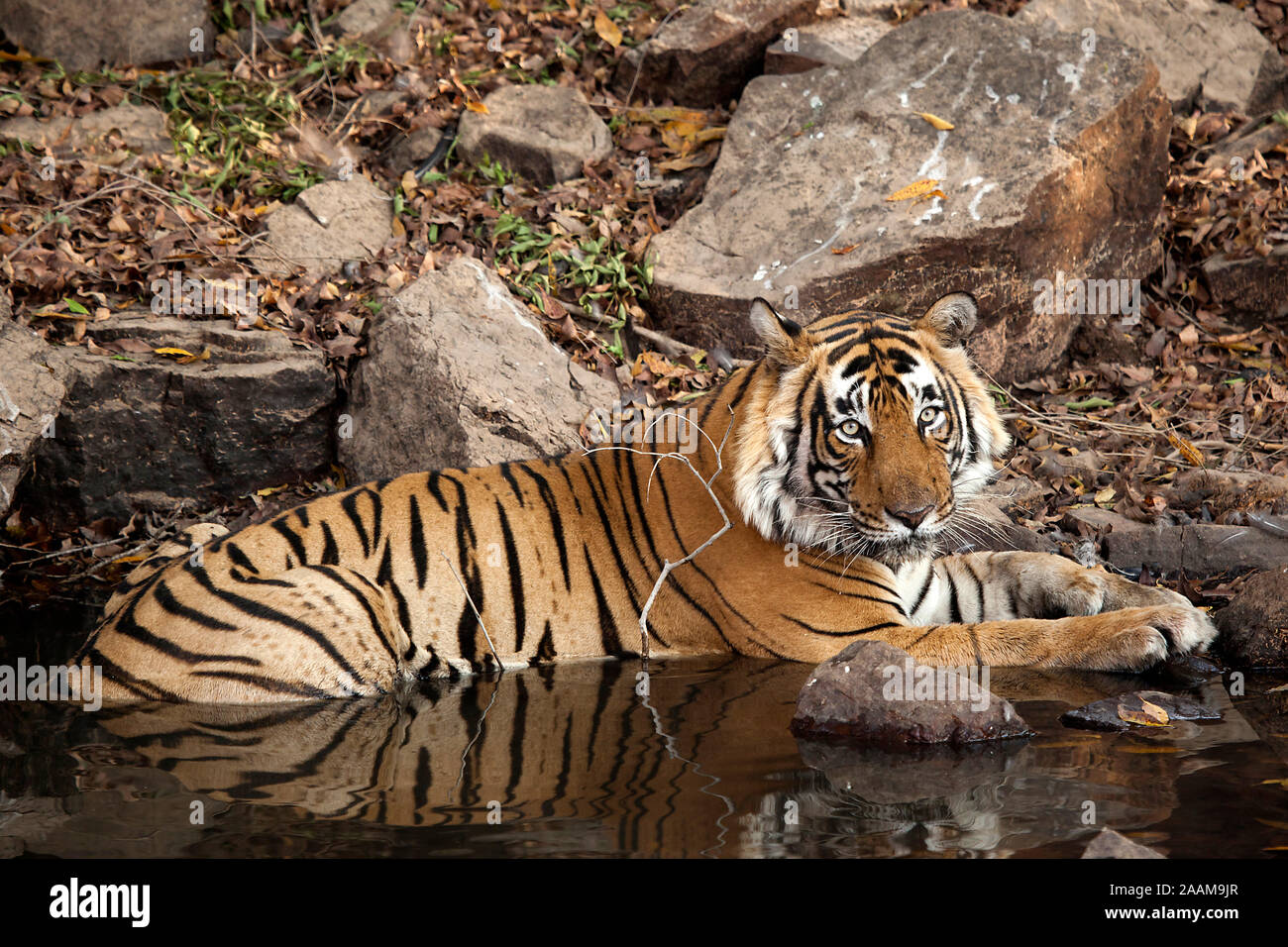 Indischer Tiger - Bengal Tiger Stock Photo - Alamy