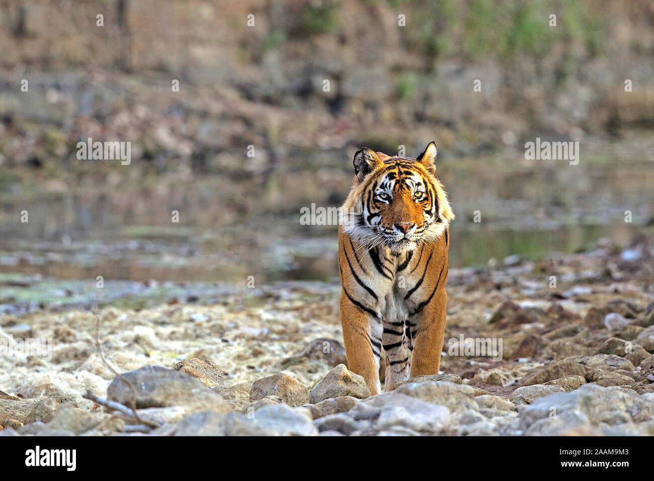 Indischer Tiger - Bengal Tiger Stock Photo - Alamy