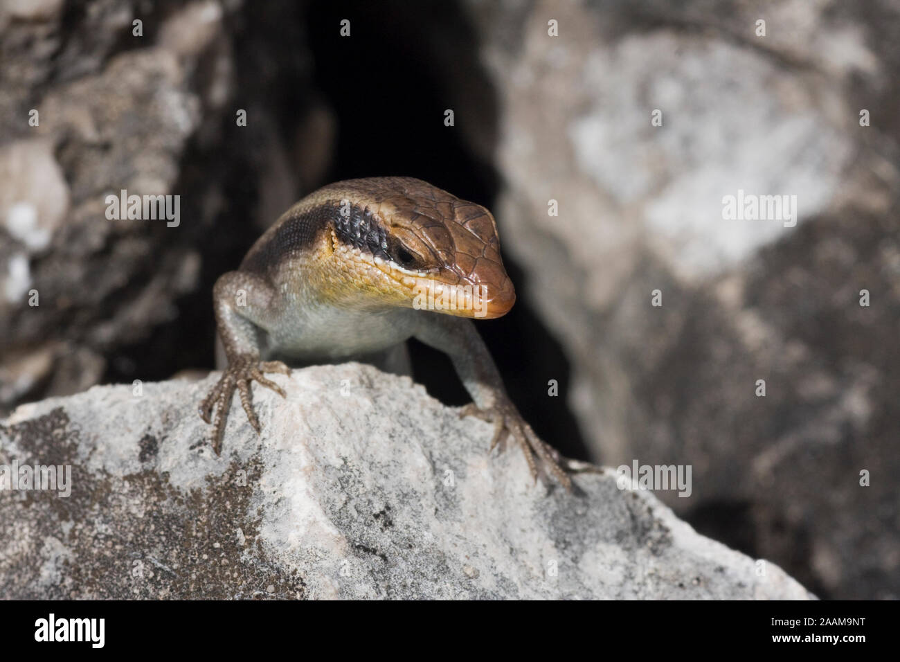 Streifenskink | Mabuya striata - Striped Skink Streifenskink Maennchen ...