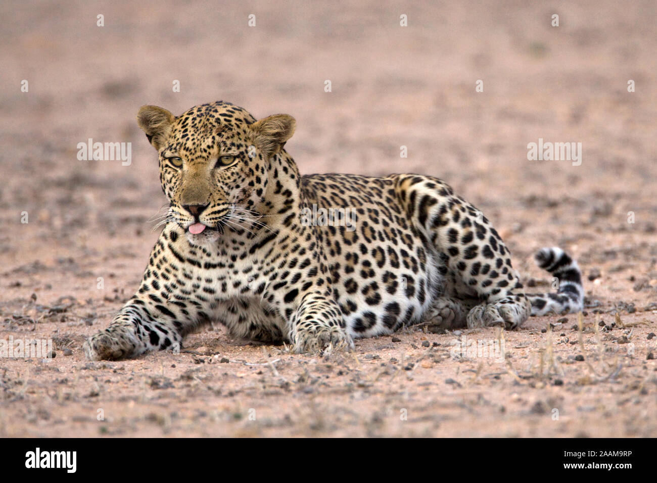 Leopard | Panthera pardus - Leopard Leoparden Maennchen ruhend Kalahari ...