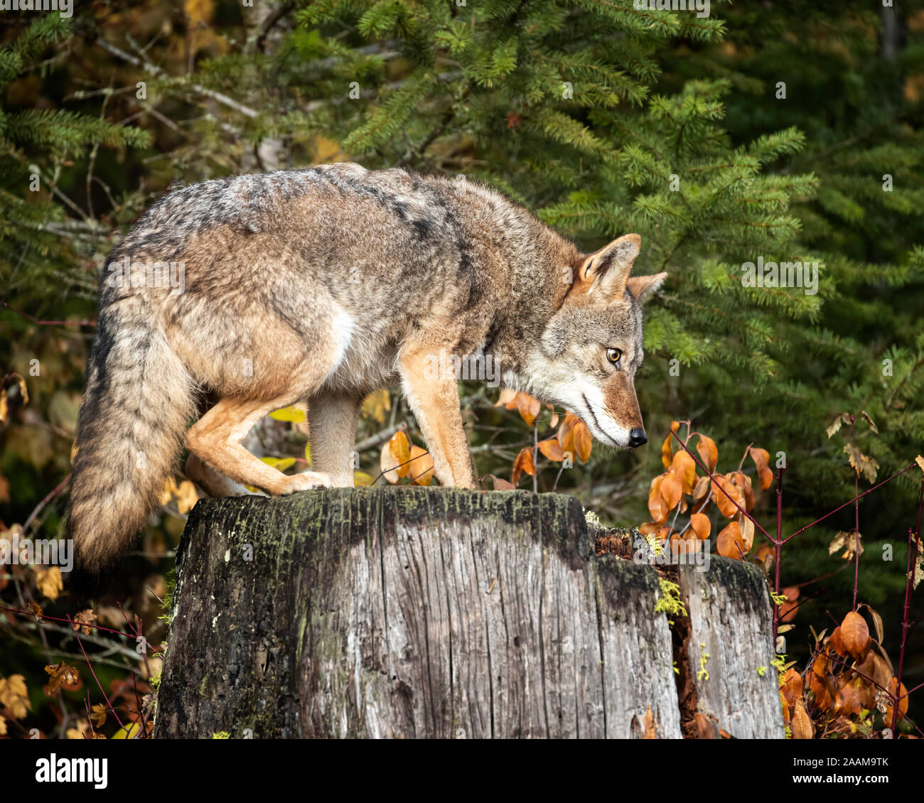 Wiley Coyote Stock Photos & Wiley Coyote Stock Images - Alamy