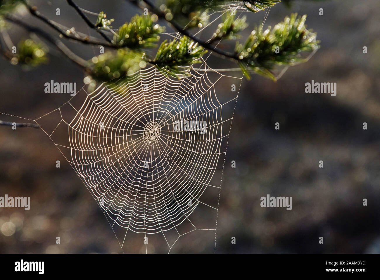 Spinnennetz | Spider Web Stock Photo - Alamy
