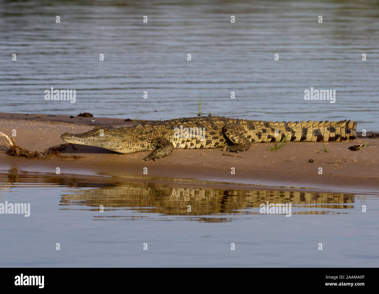 Nilkrokodil crocodylus niloticus hi-res stock photography and images ...