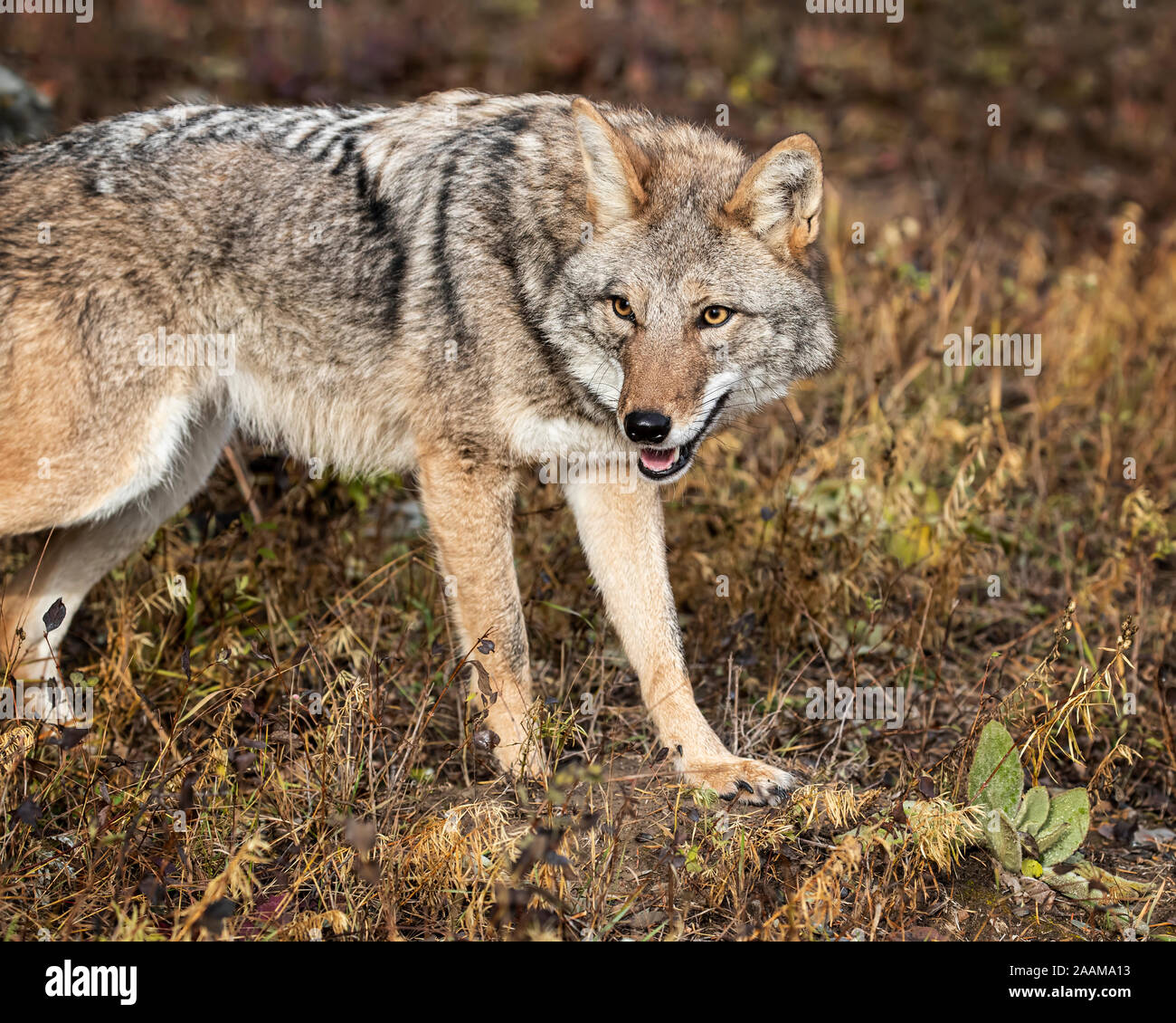 Wiley Coyote High Resolution Stock Photography and Images - Alamy