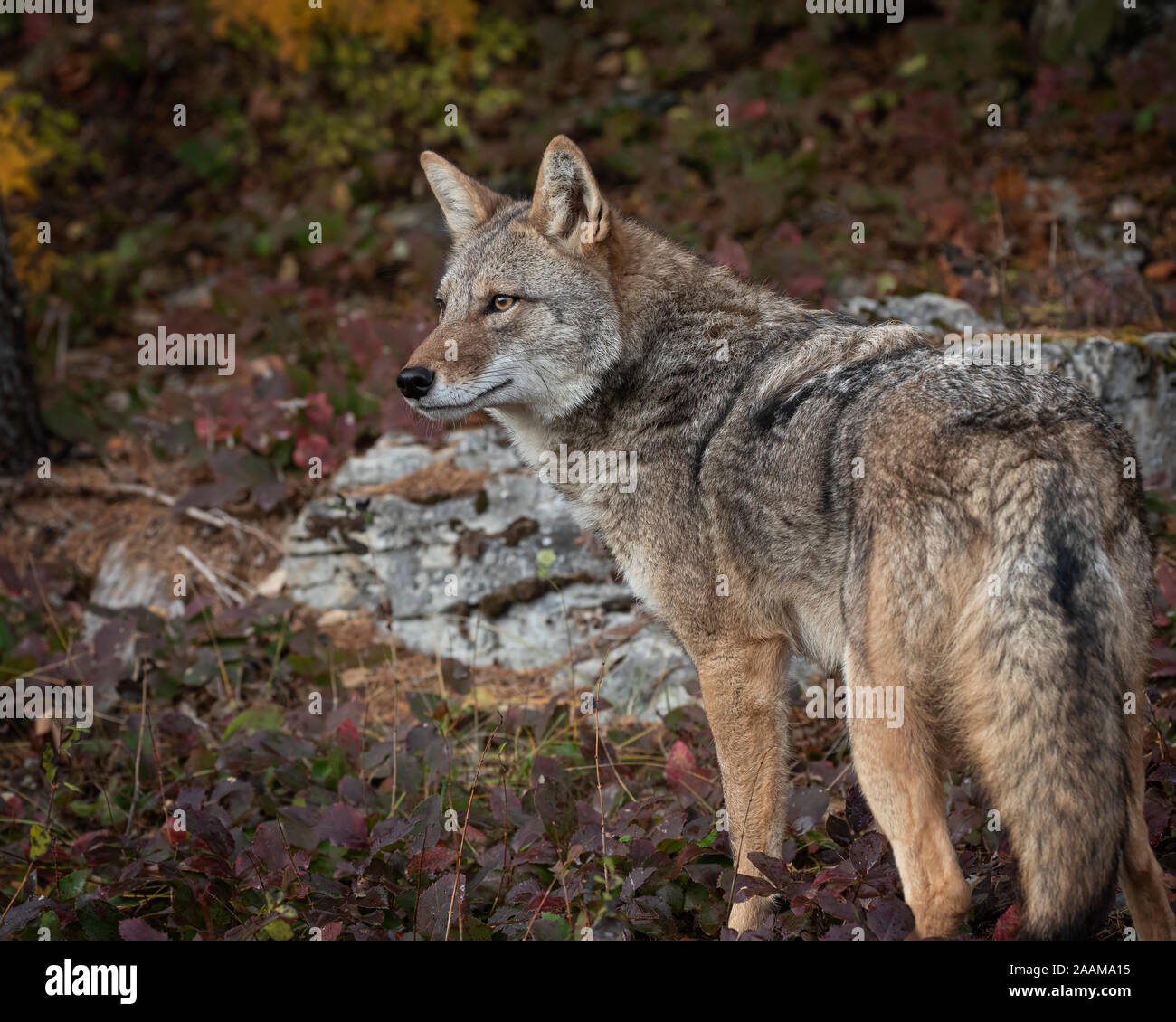Coyotes in fall colors Stock Photo - Alamy