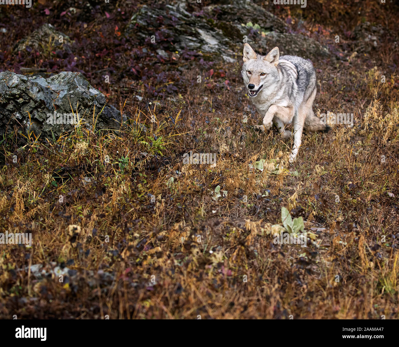 Coyotes in fall colors Stock Photo - Alamy