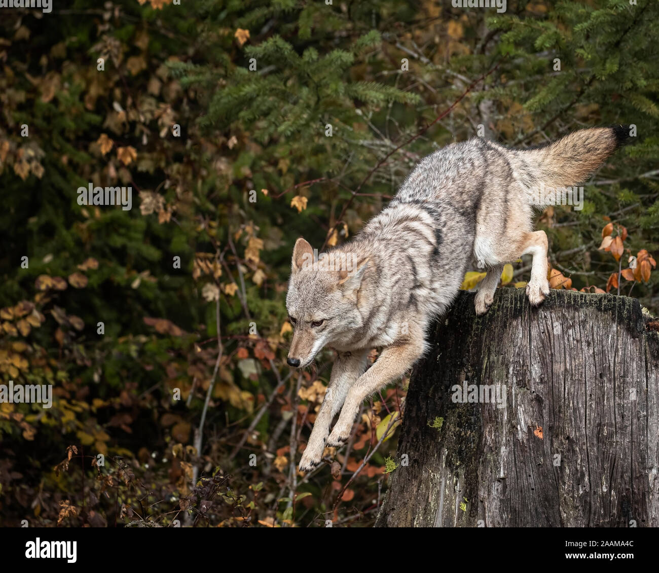 Wiley coyote hi-res stock photography and images - Alamy