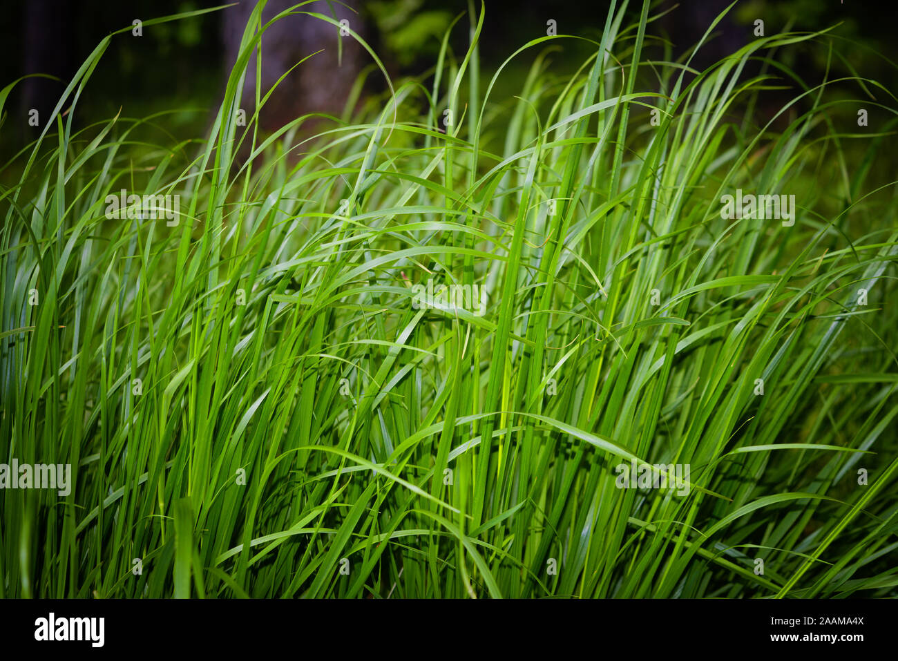 Spring natural background closeup of fresh bright green grass on the ...