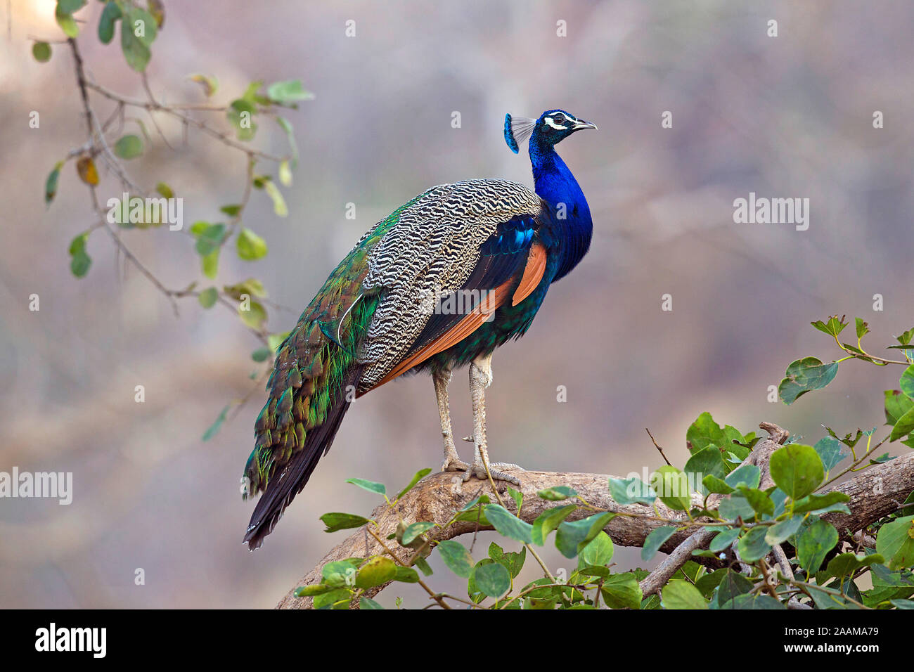 Blauer Pfau auf Ast ruhend Stock Photo - Alamy