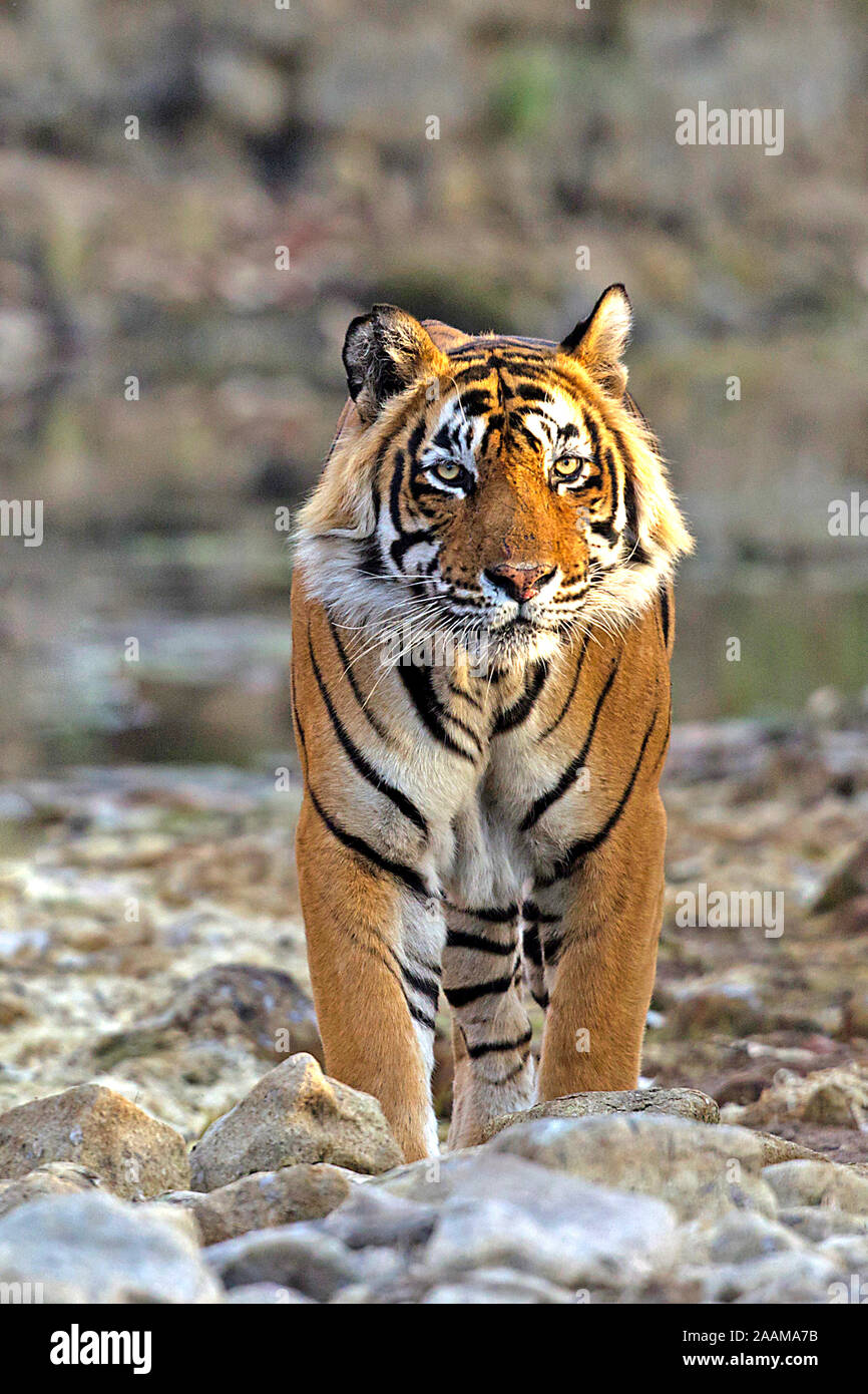 Indischer Tiger - Bengal Tiger Stock Photo - Alamy