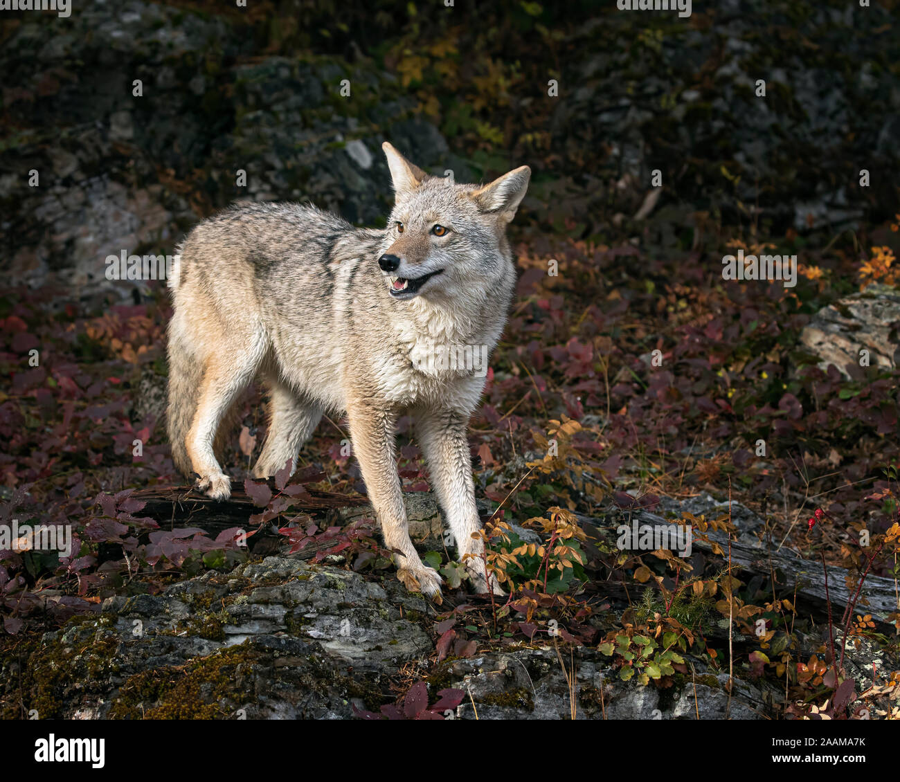 Wiley coyote hi-res stock photography and images - Alamy