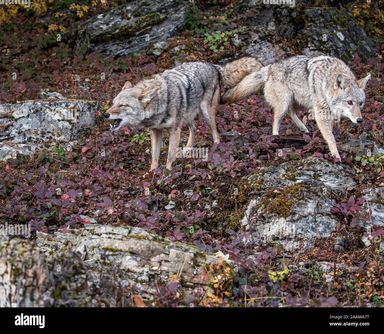 Coyotes in fall colors Stock Photo - Alamy