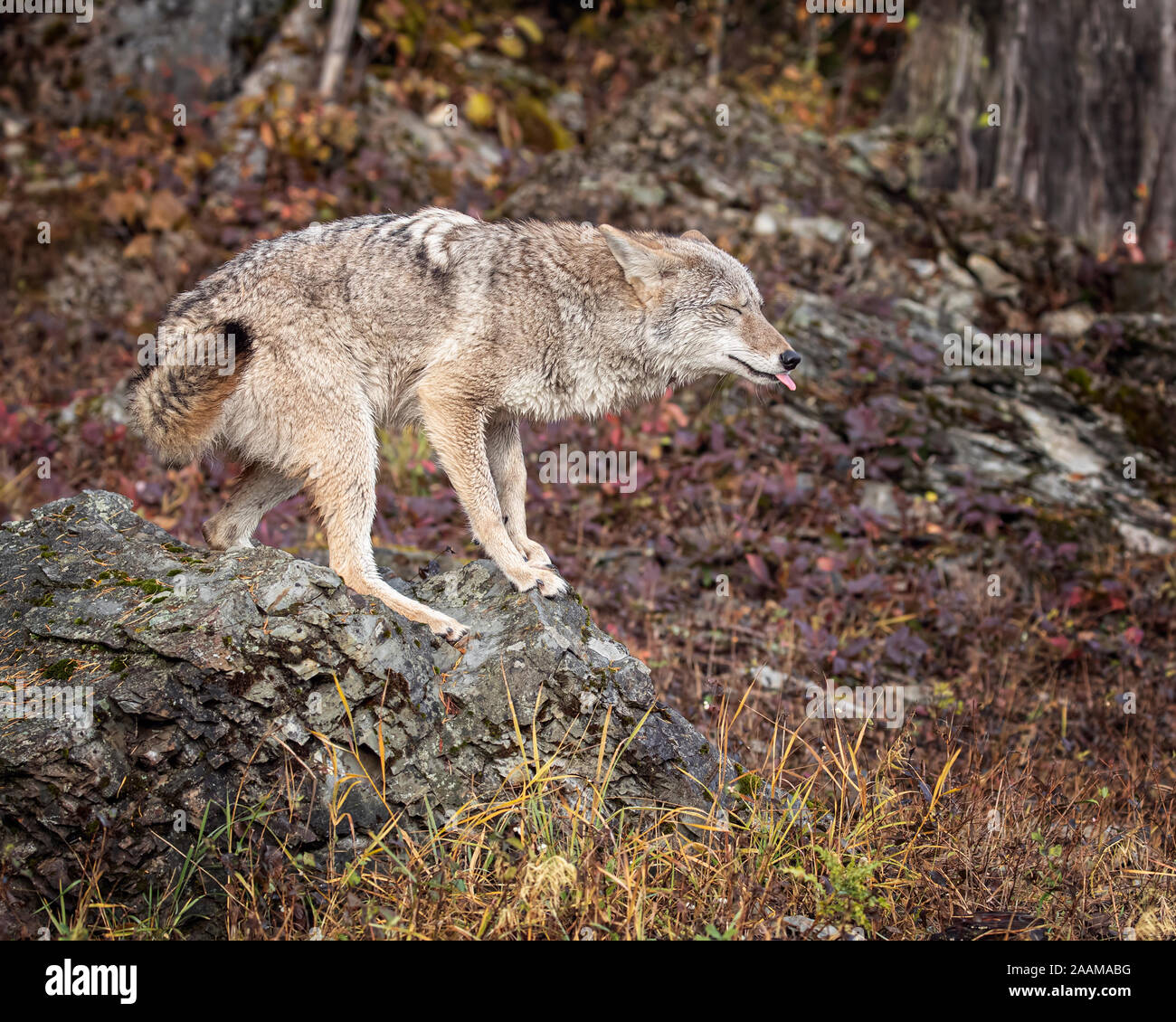 Coyotes in fall colors Stock Photo - Alamy