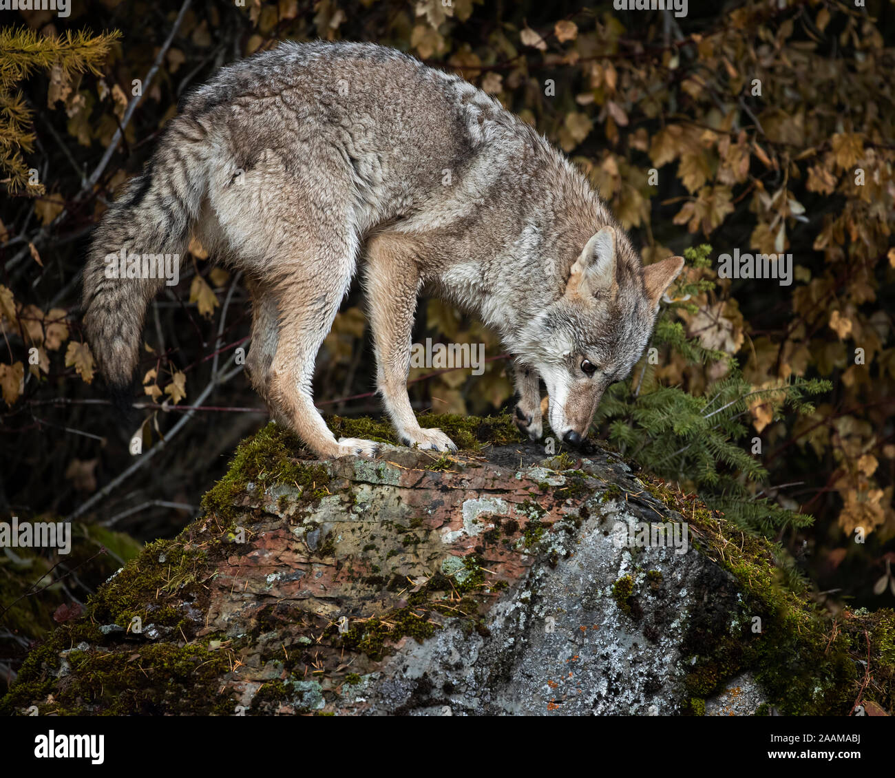 Wiley coyote hi-res stock photography and images - Alamy