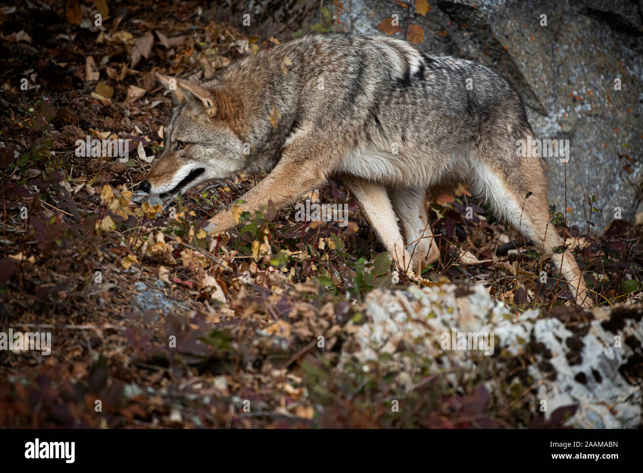 Coyotes in fall colors Stock Photo - Alamy