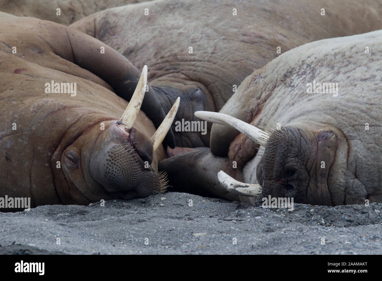 Walross hi-res stock photography and images - Alamy