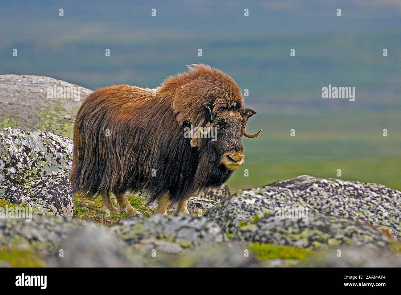 Moschusochsen Bulle . Norwegen Stock Photo - Alamy