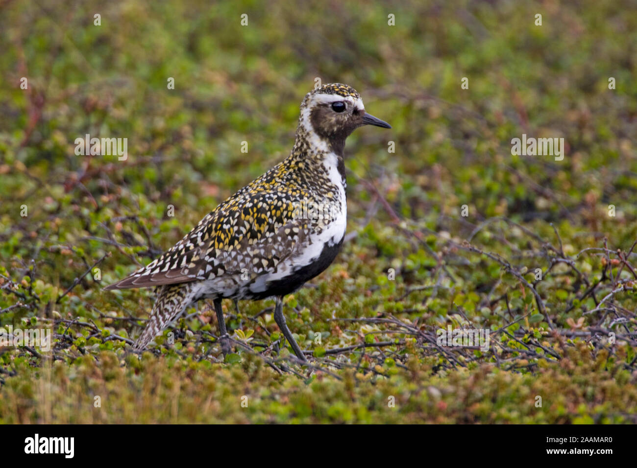 Goldregenpfeifer | European Golden Plover Stock Photo - Alamy