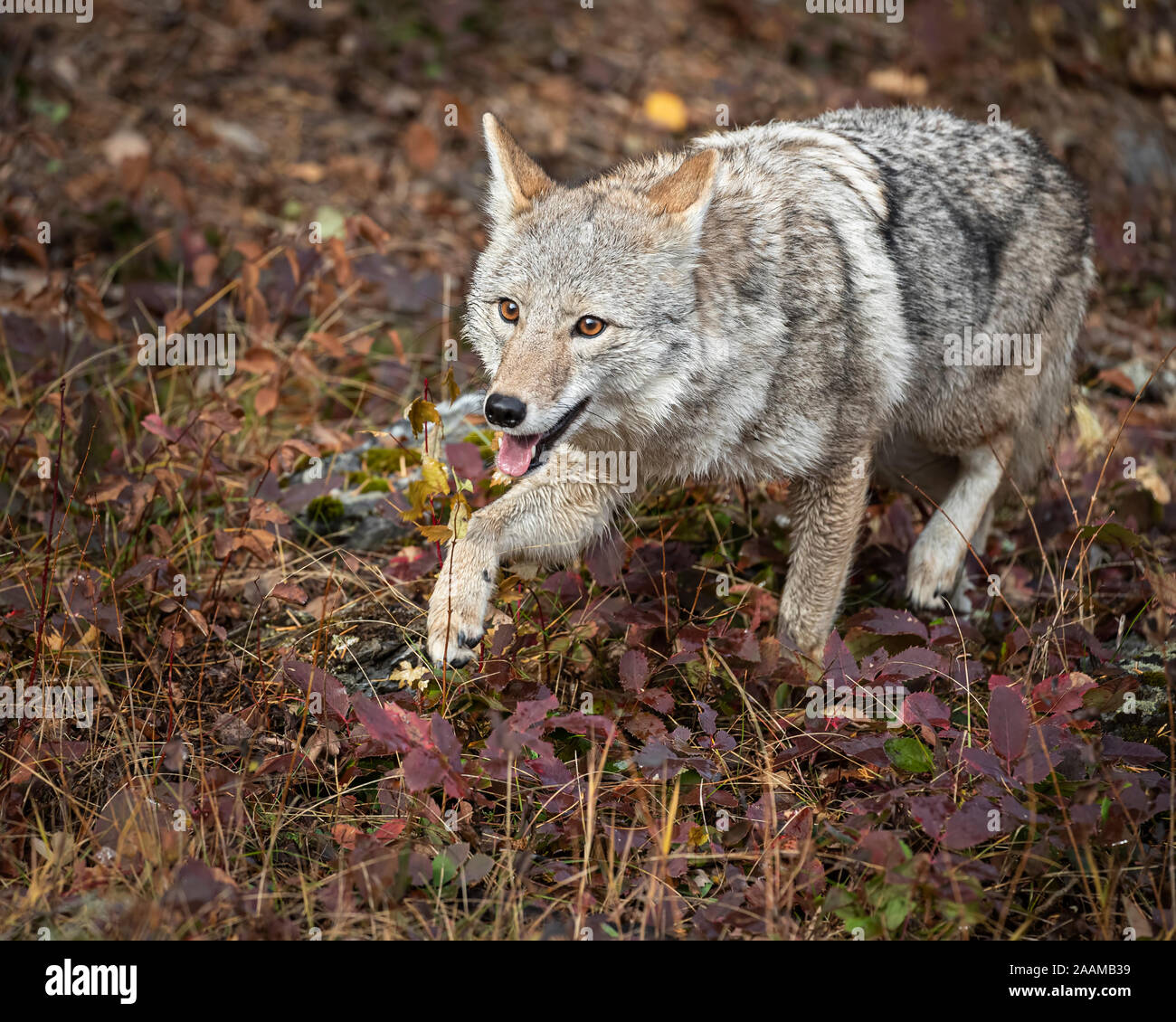 Wiley coyote hi-res stock photography and images - Alamy