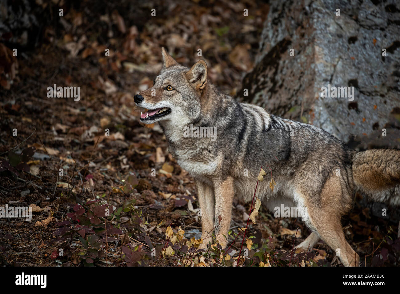 Wiley coyote hi-res stock photography and images - Alamy