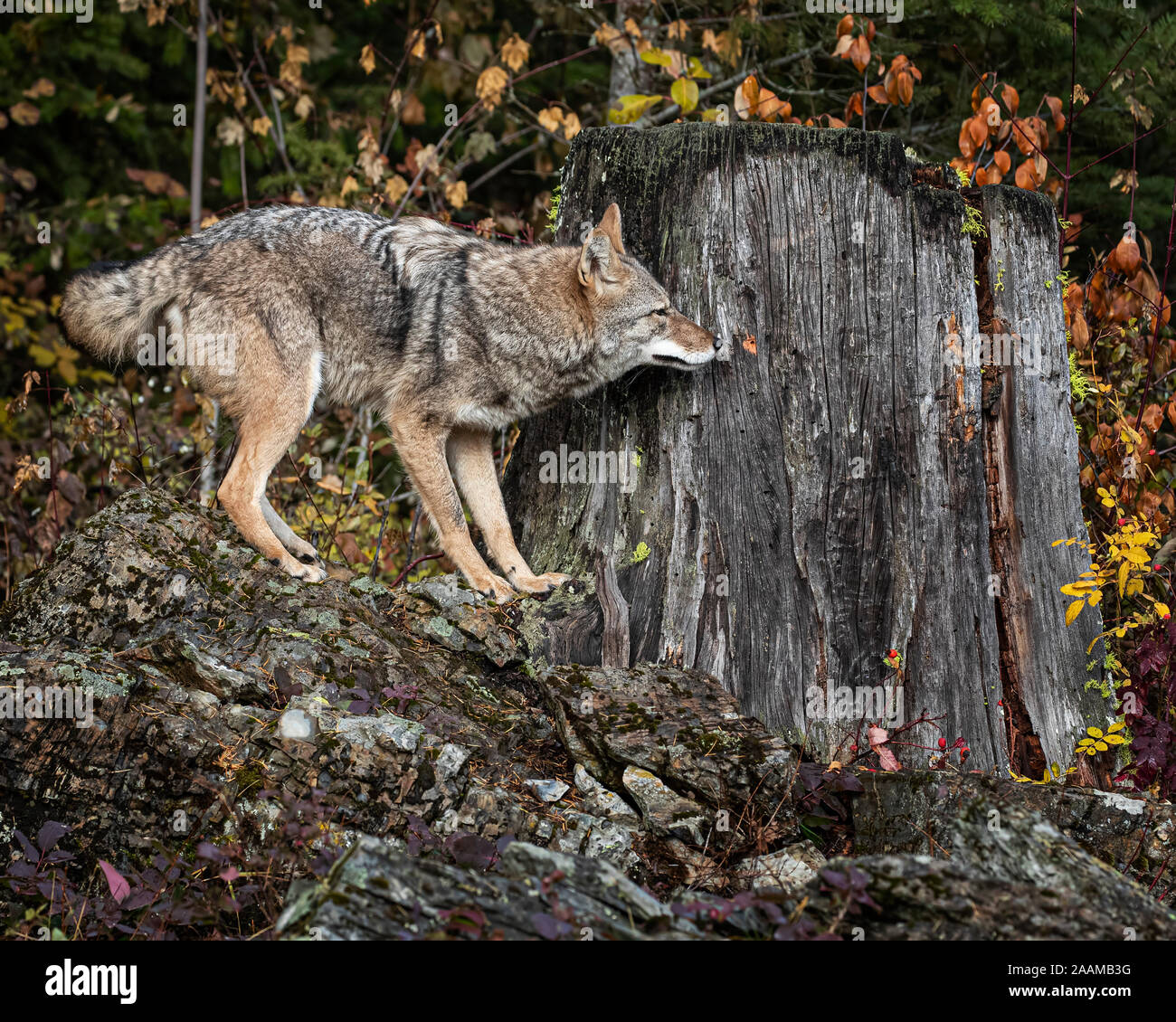 Wiley coyote hi-res stock photography and images - Alamy