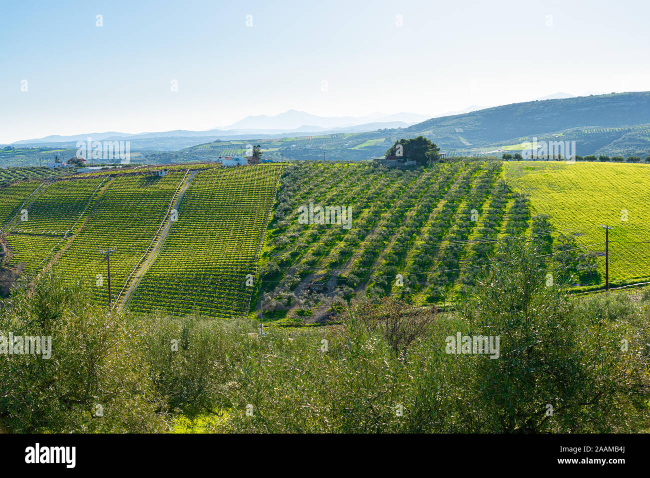 Archanes region rural landscape with vineyards and olive tree groves in ...