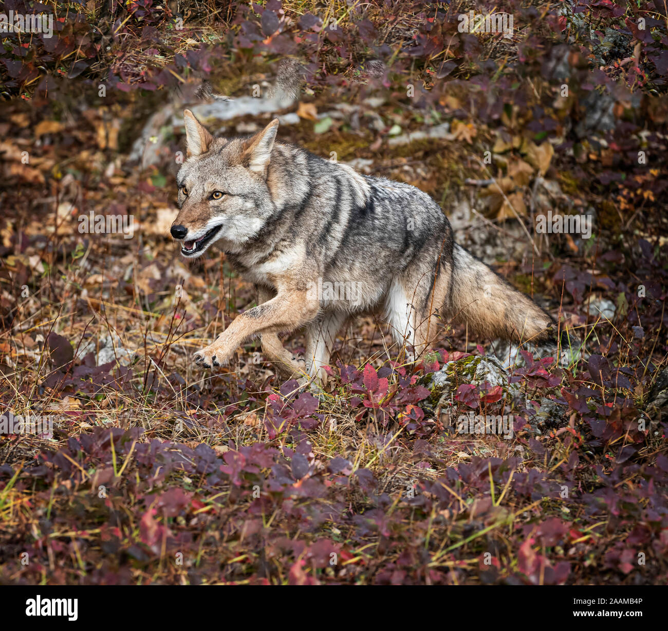 Wiley coyote hi-res stock photography and images - Alamy
