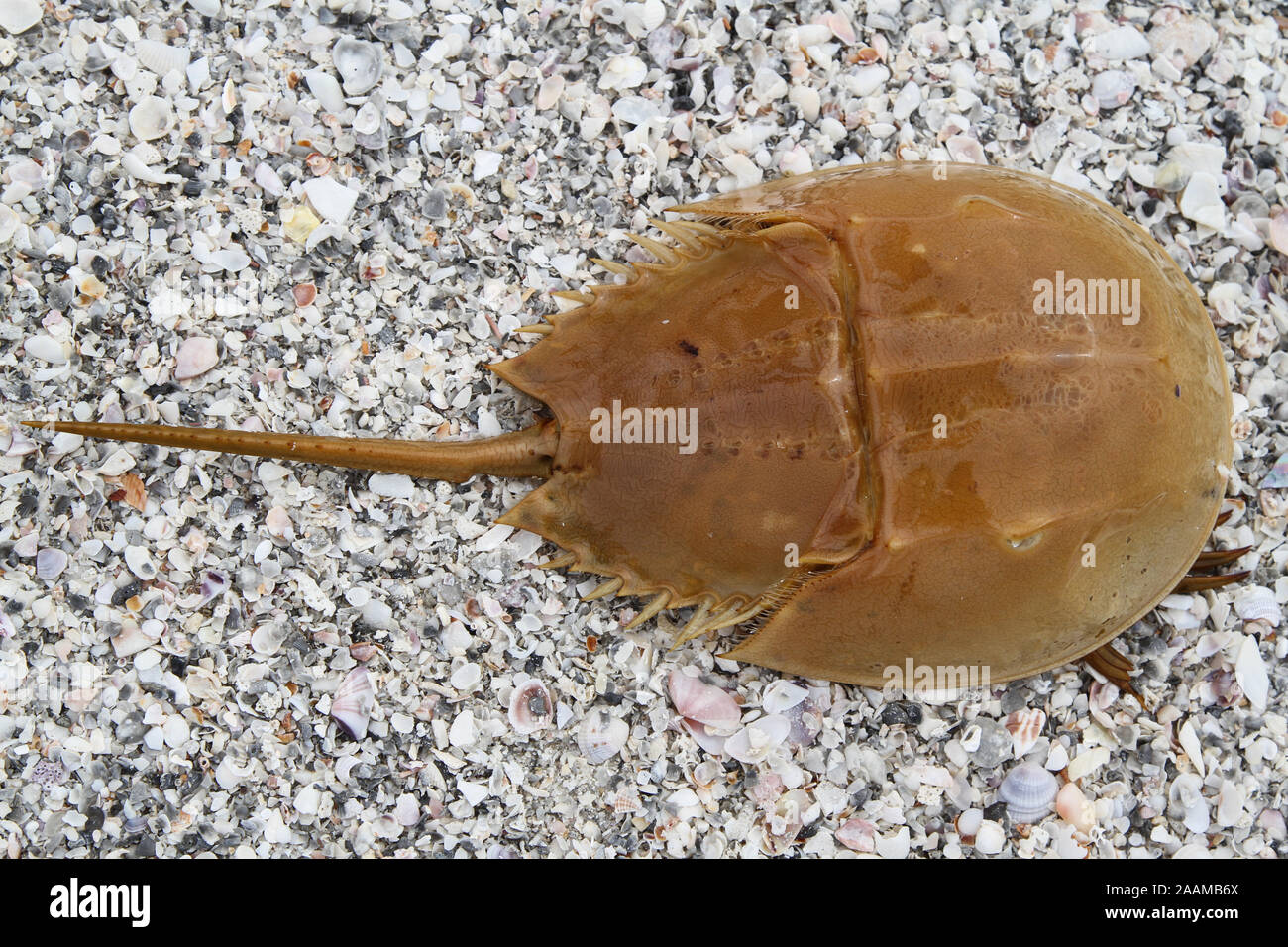 Horseshoe crab limulus polyphemus on the seashell beach Stock Photo - Alamy