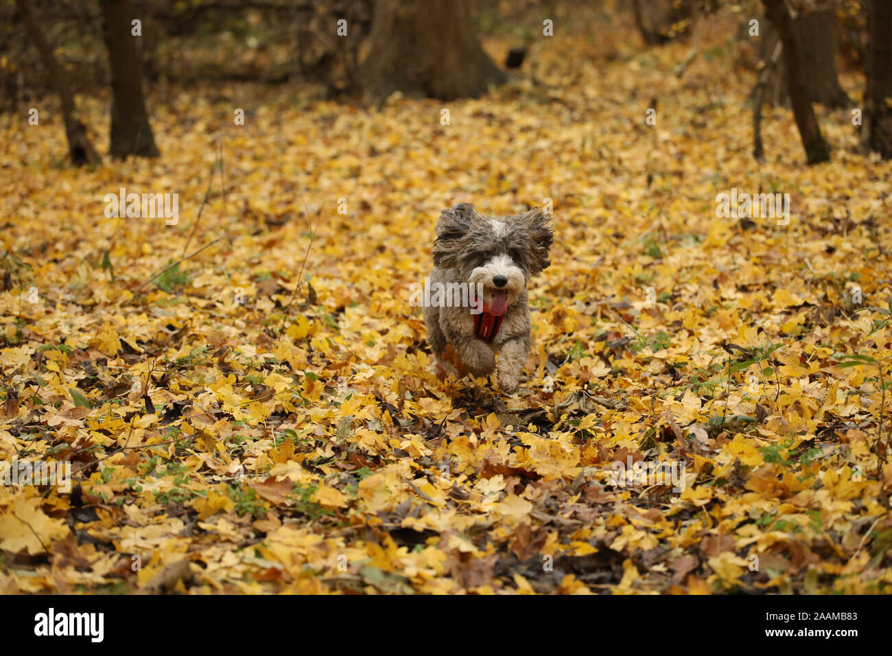 Beautiful cockerpoo hi-res stock photography and images - Alamy