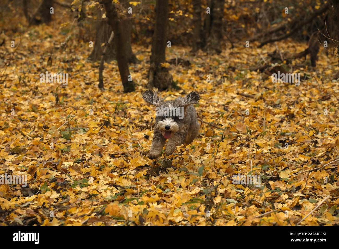 Beautiful cockerpoo hi-res stock photography and images - Alamy