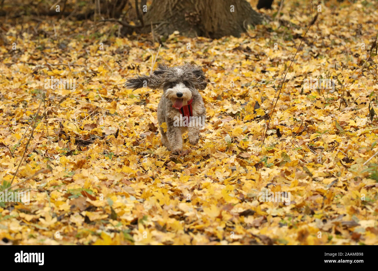 Beautiful cockerpoo hi-res stock photography and images - Alamy
