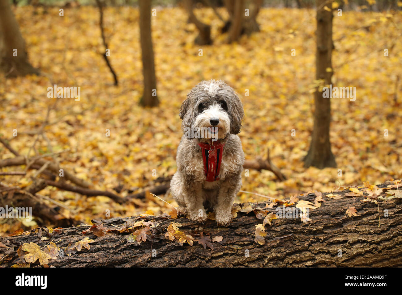 Cookie the cockapoo dog enjoying a beautiful golden scene as fallen ...
