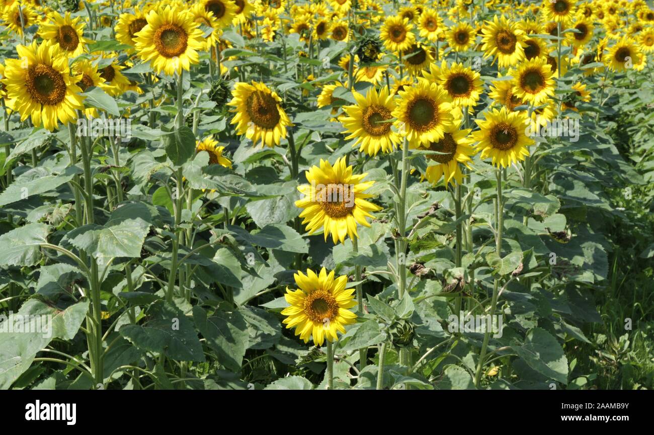 Rows and rows of sunflowers in the summer Stock Photo - Alamy