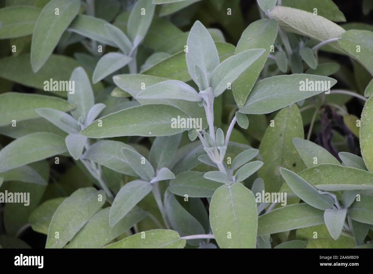 Sage (Salvia officinalis) , a medicinal plant, also called medicinal ...