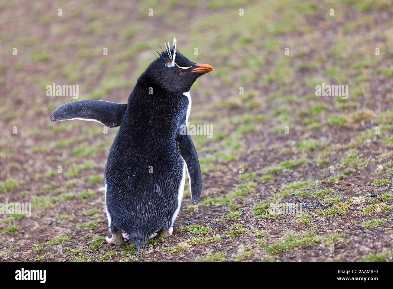 Rockhopper rockhopper pinguin hi-res stock photography and images - Alamy