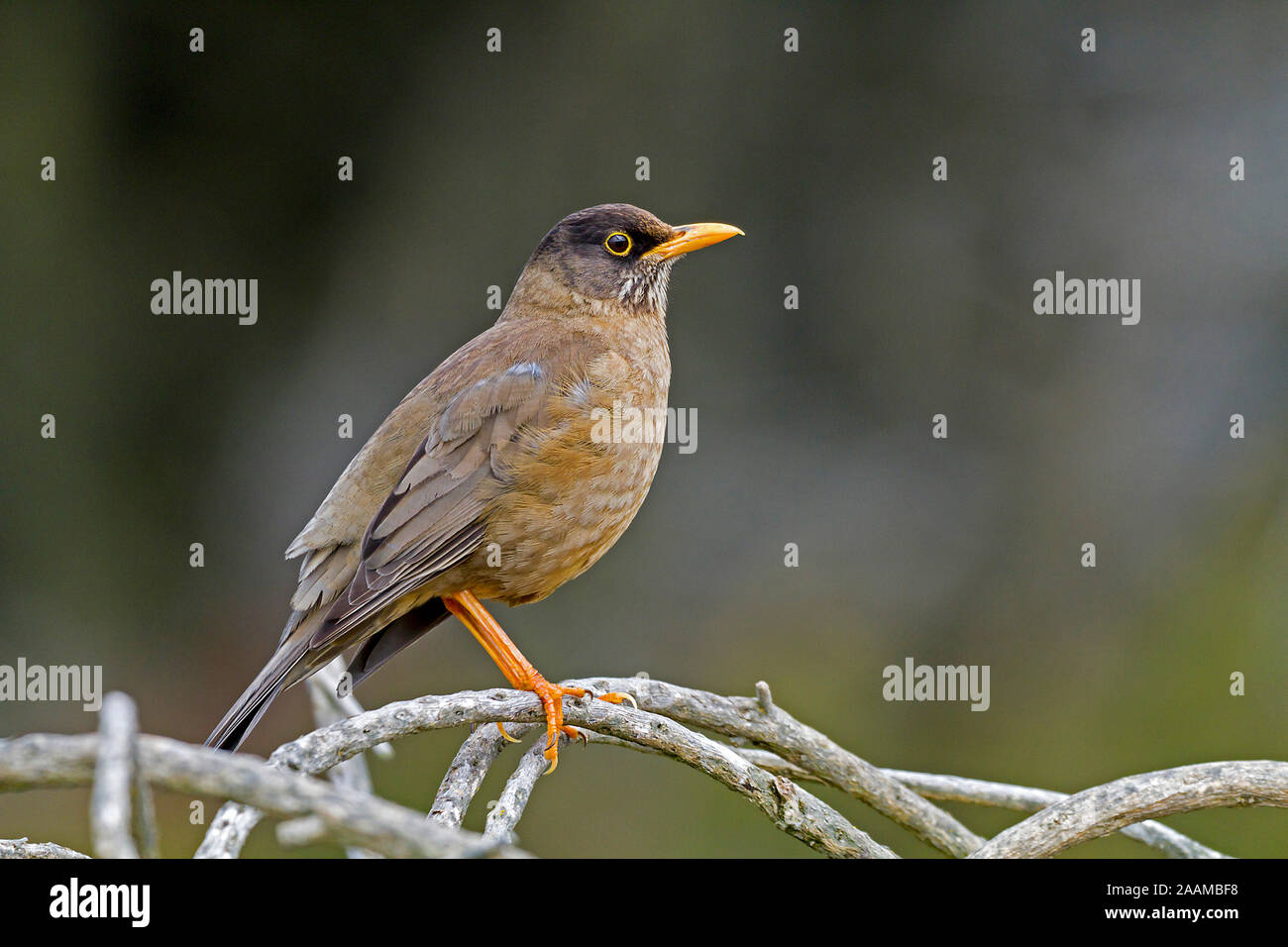 Magellandrossel hi-res stock photography and images - Alamy