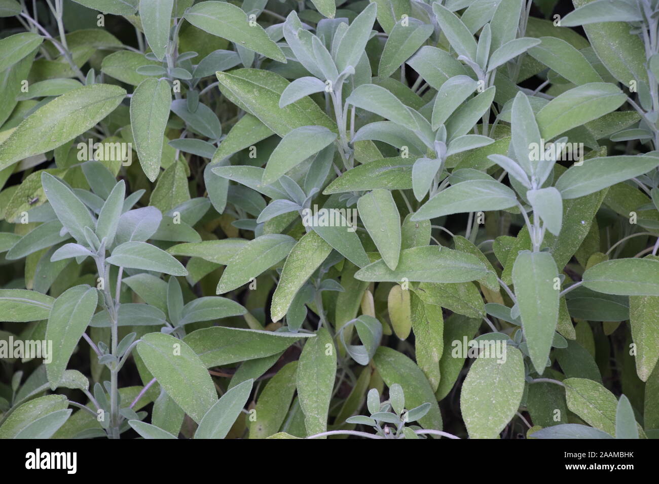Sage (Salvia officinalis) , a medicinal plant, also called medicinal ...