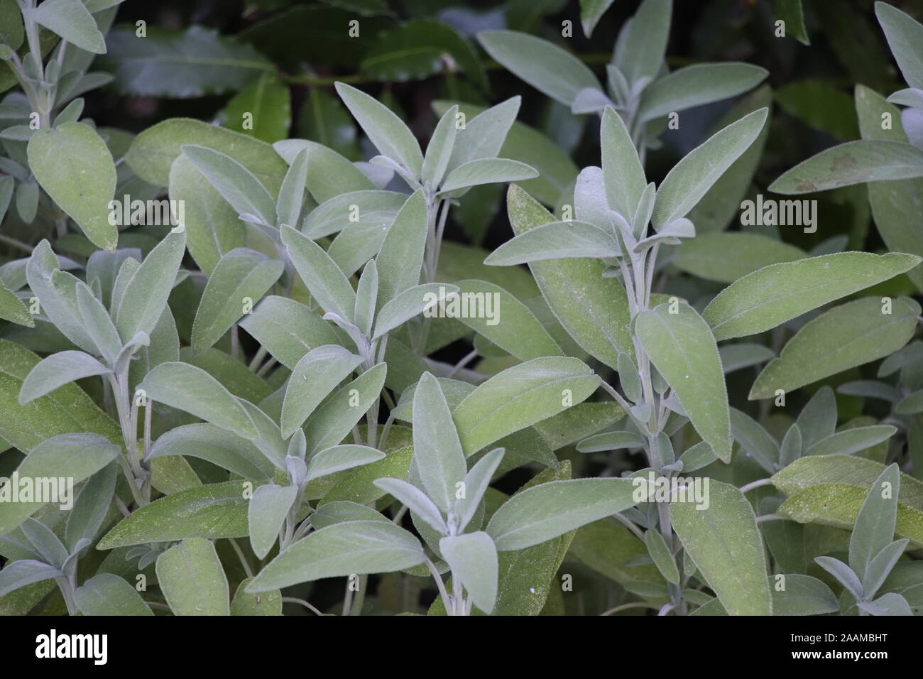 Sage (Salvia officinalis) , a medicinal plant, also called medicinal ...